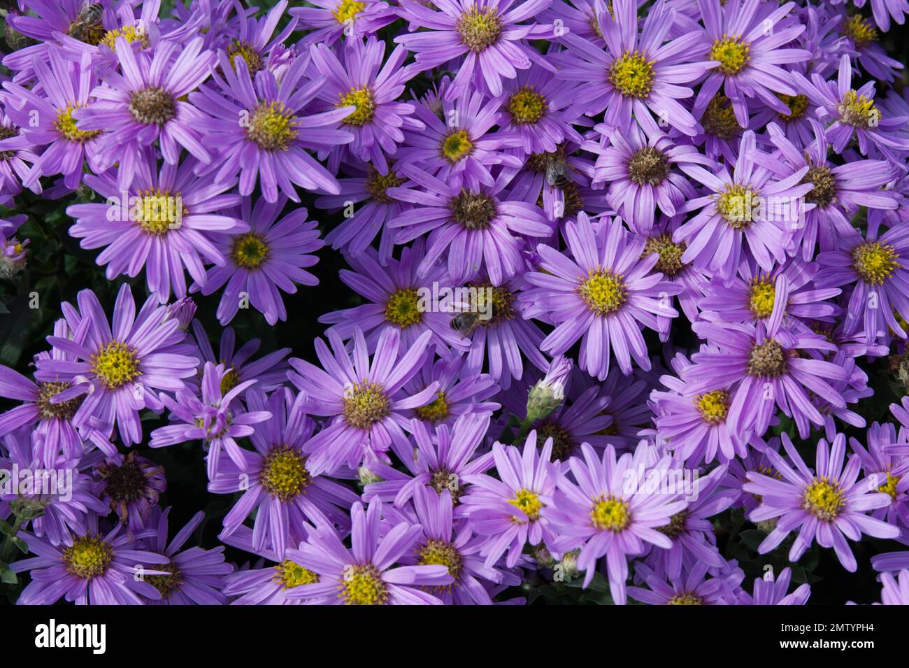 Pinkk daisy flowers of Aster amellus 'Rosa Erfullung' also known as ...