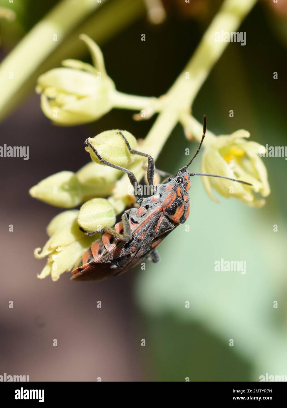 Black and red seed bug Spilostethus pandurus sitting on a flower bud ...