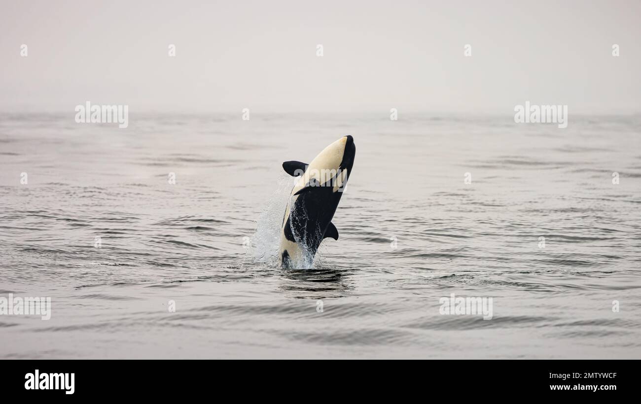 A young killer whale breaching the surface of the water Stock Photo - Alamy
