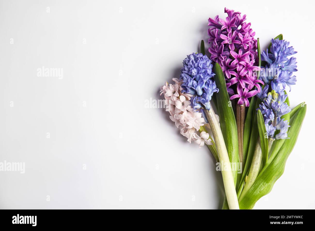 Beautiful spring hyacinth flowers on white background, top view. Space ...