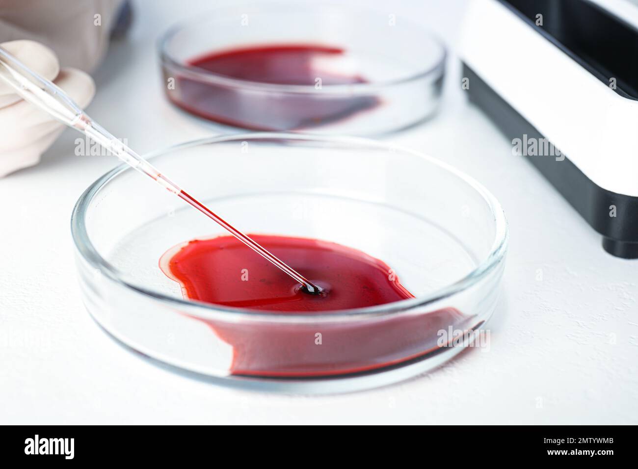 Scientist taking blood sample from Petri dish with pipette in ...