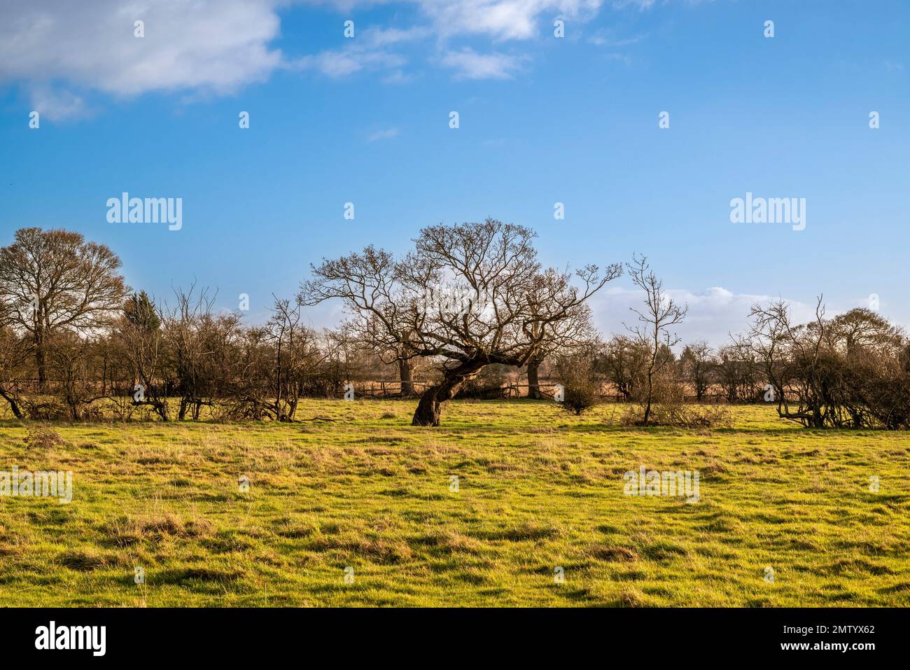Tree with contorted trunk, part of a deciduous field border on the ...