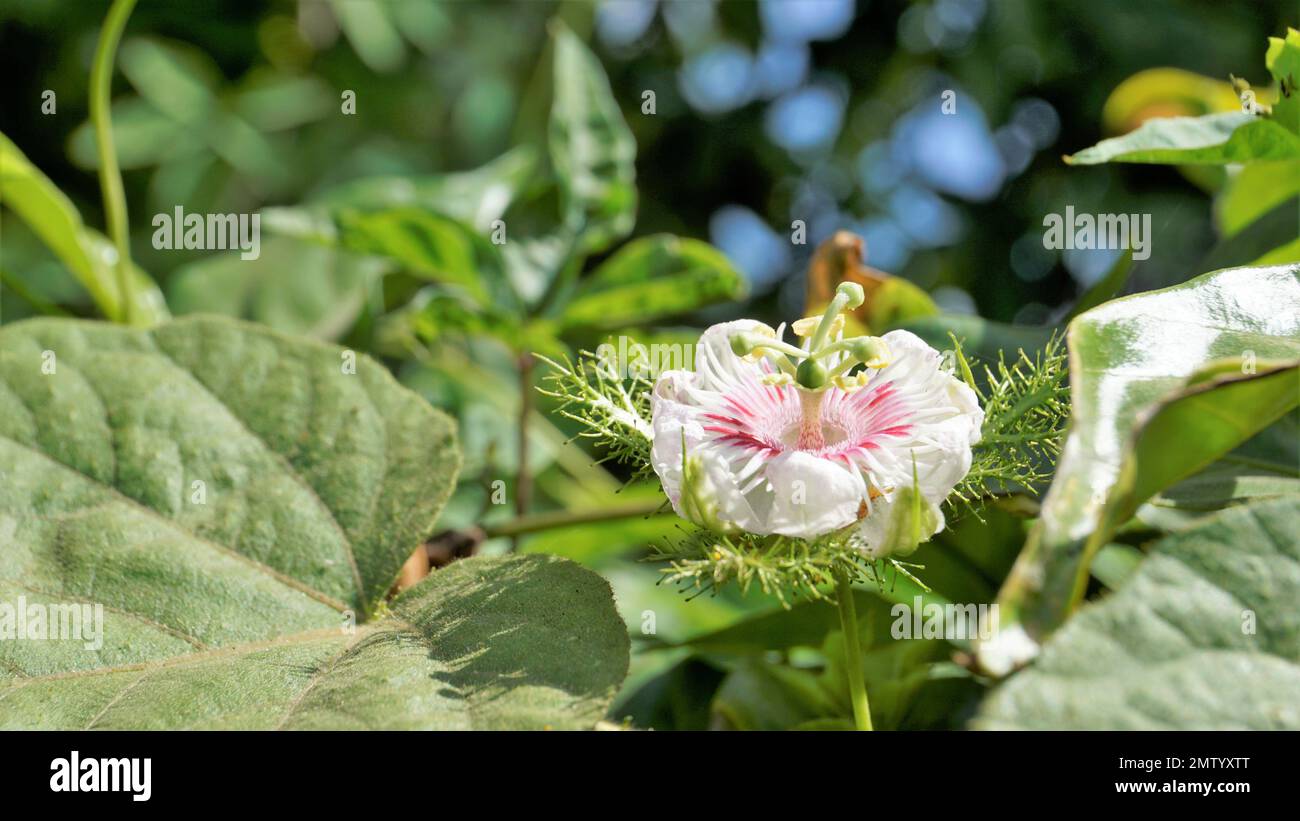 Closeup of beautiful flower of Wild maracuja, Bush passion fruit, Wild ...