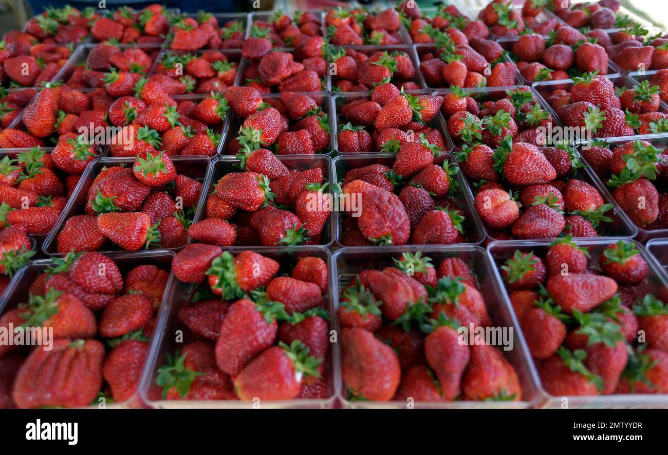 Fresh-picked strawberries fill a table at McAdams Farm in Efland, N.C ...