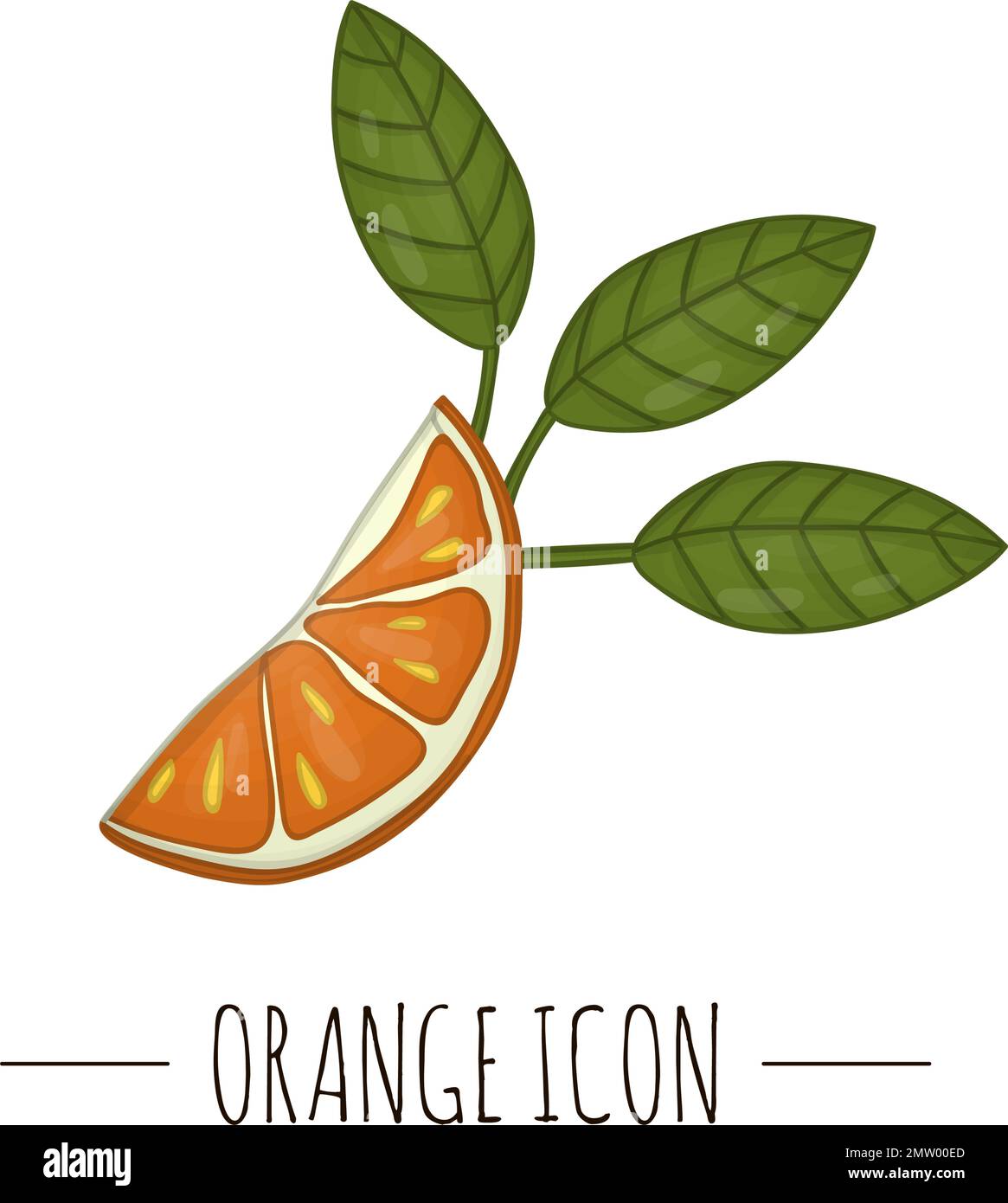 Vector colored illustration of orange isolated on white background ...
