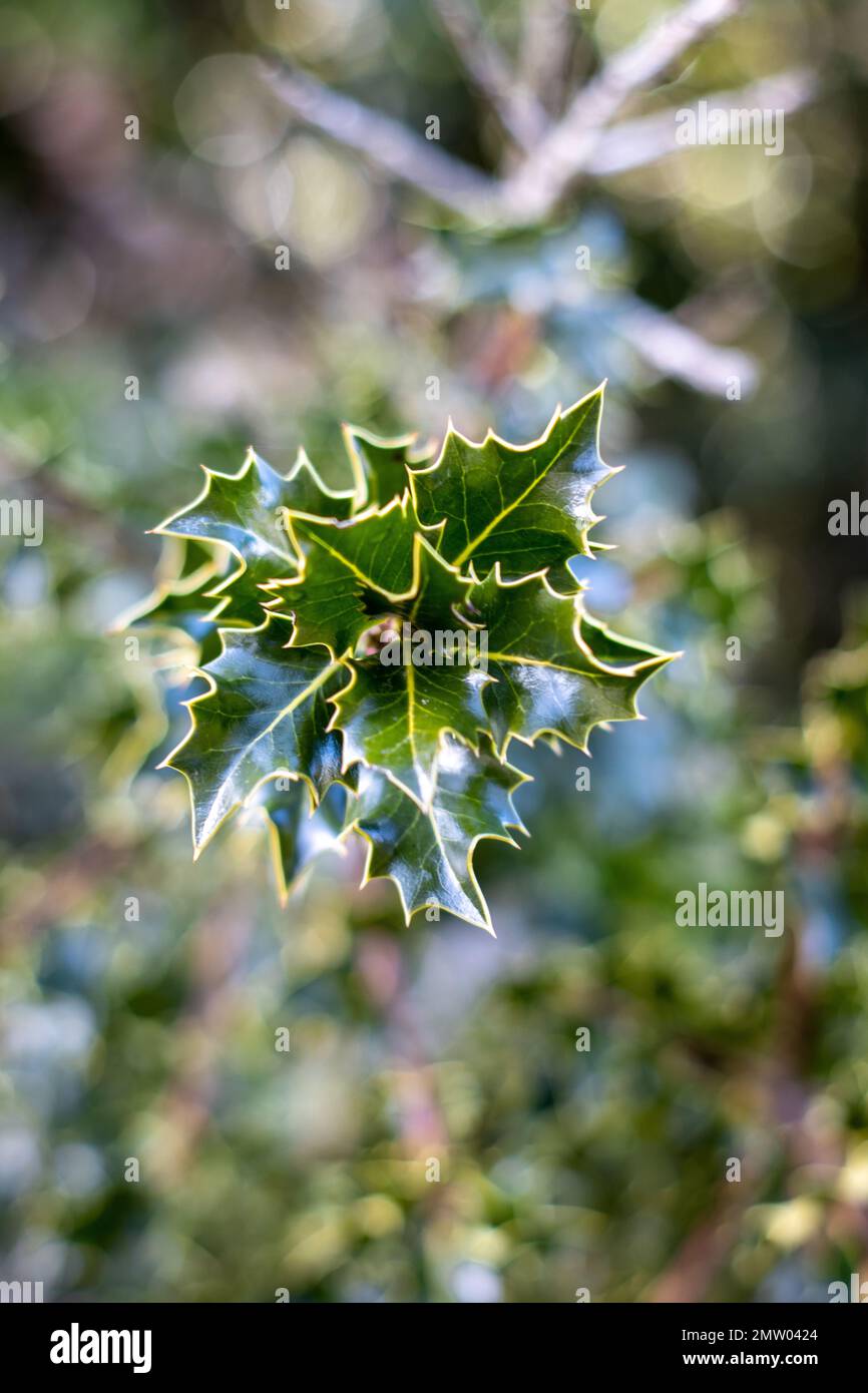 A vertical closeup of green Common holly leaves - Christmas symbol ...