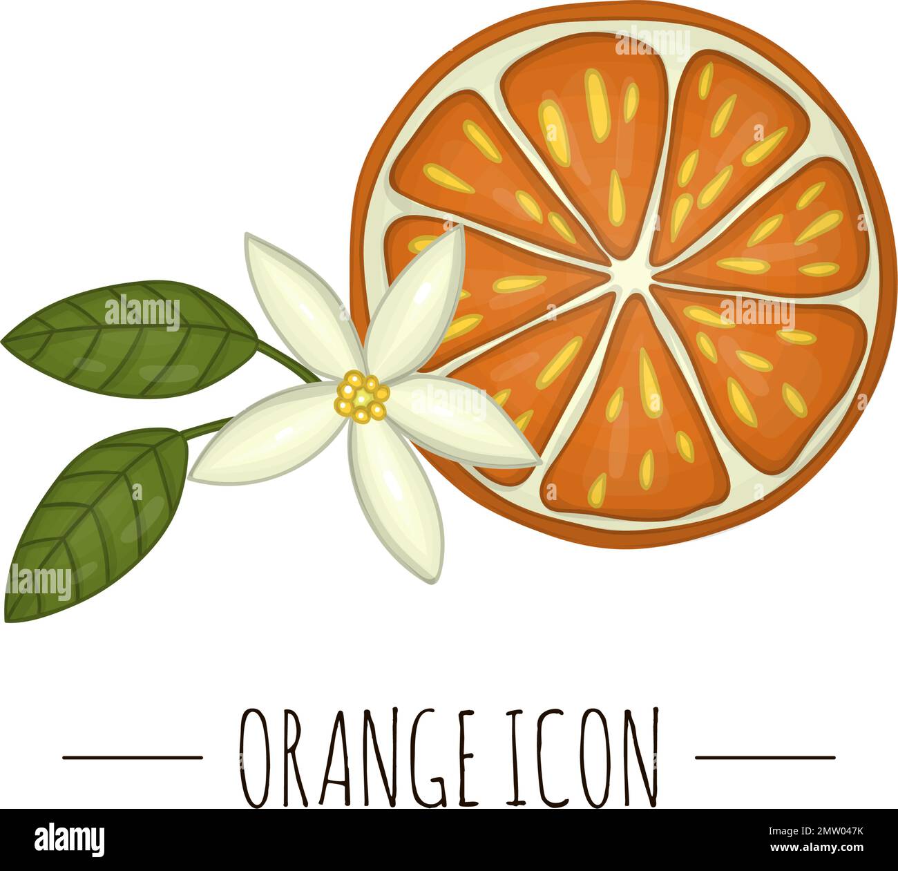 Vector colored illustration of orange isolated on white background ...