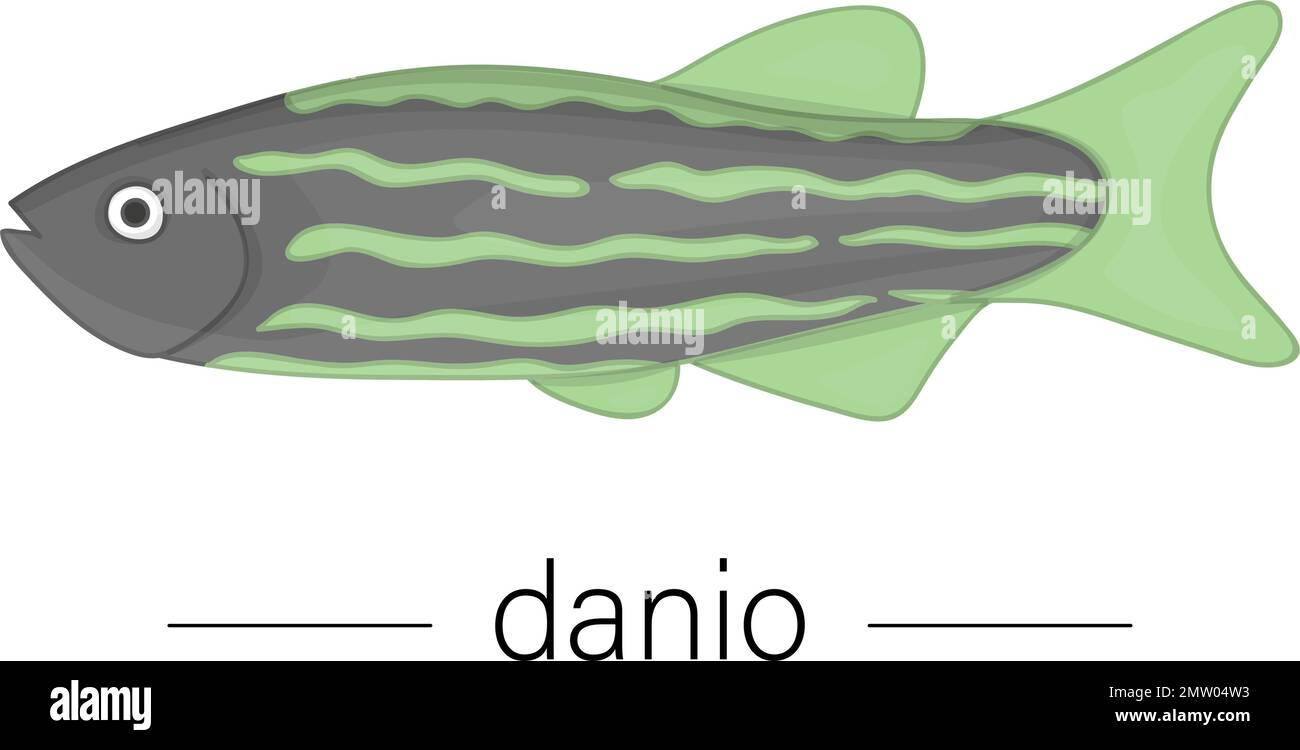Vector colored illustration of aquarium fish. Cute picture of danio for ...