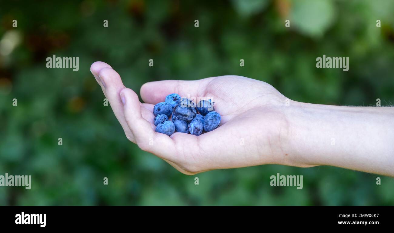 Hand holding blue blueberries in summer Stock Photo - Alamy