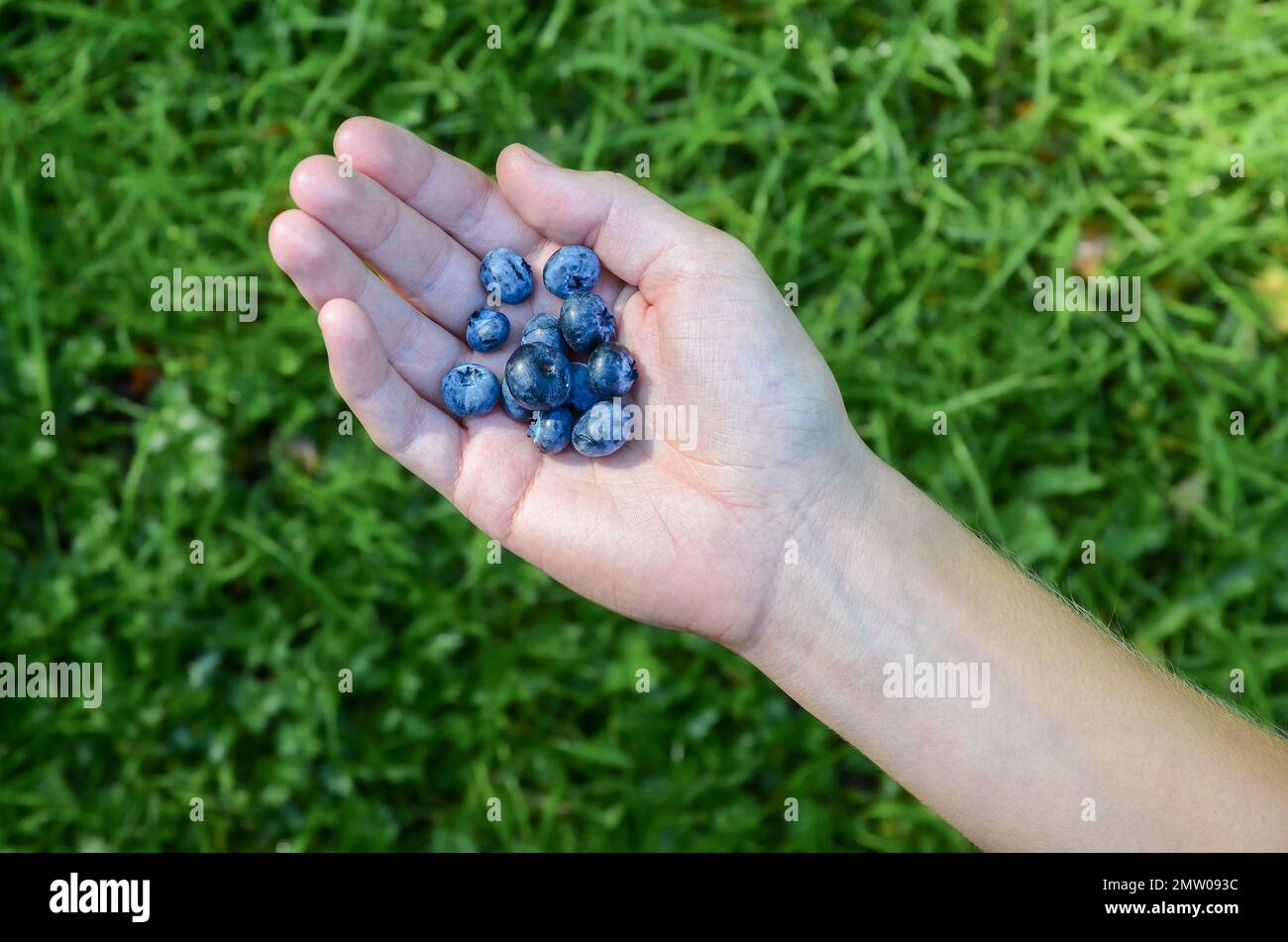 Hand holding blue blueberries in summer Stock Photo - Alamy