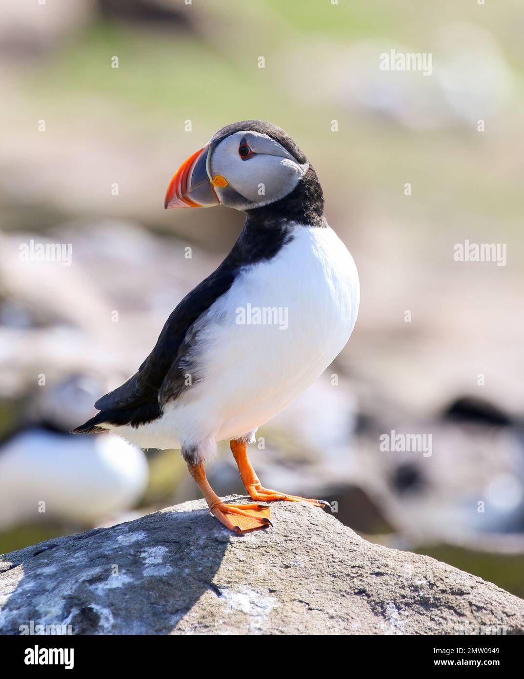 A portrait of a North Atlantic puffin on a stone in sunlight Stock ...