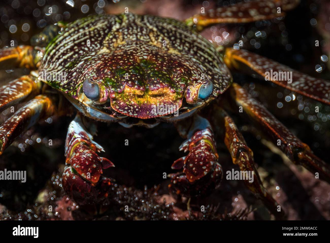 Crab shell pattern hi-res stock photography and images - Alamy
