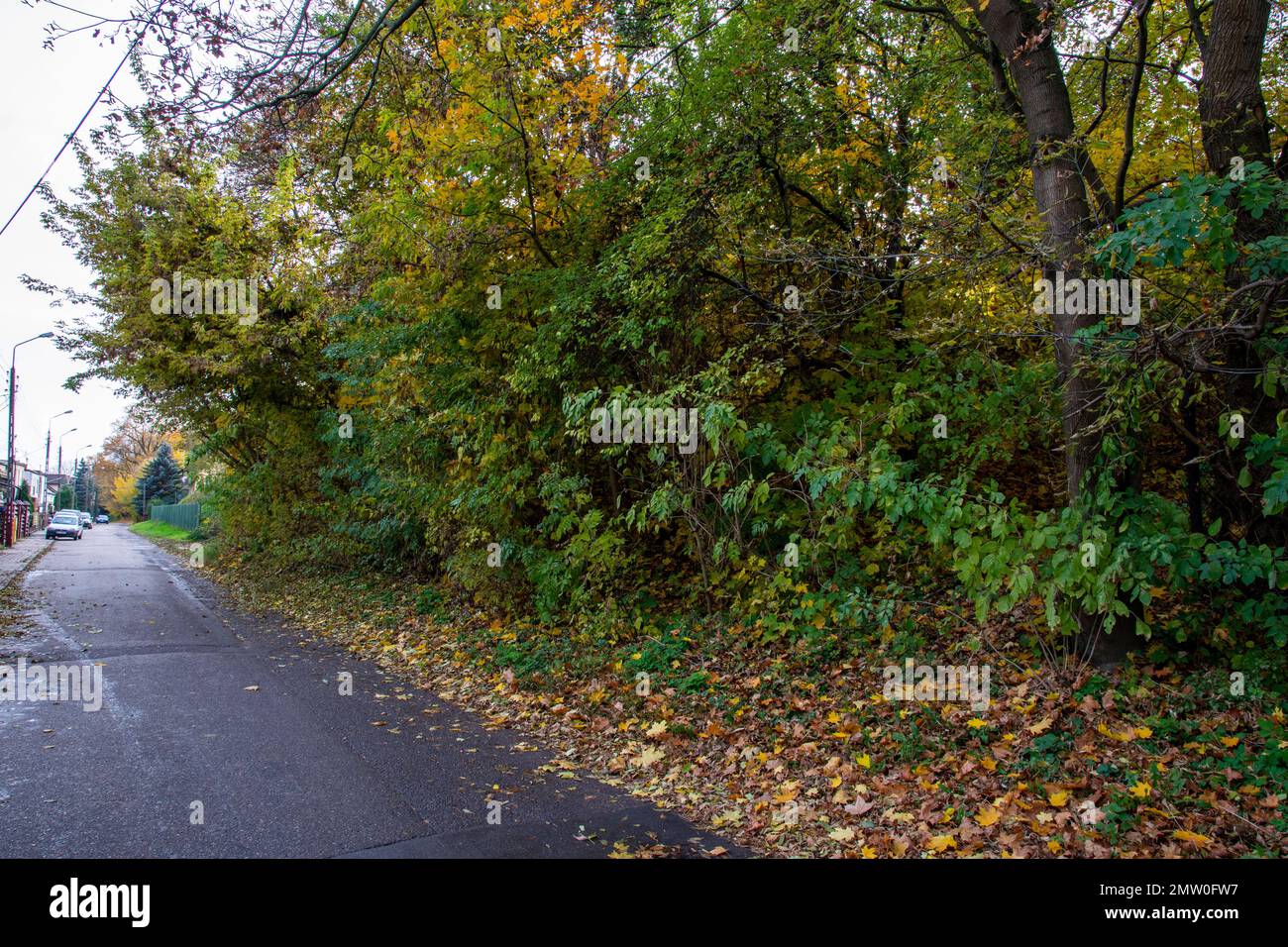 Quiet and peaceful street in the suburbs on a gloomy autumn day Stock ...