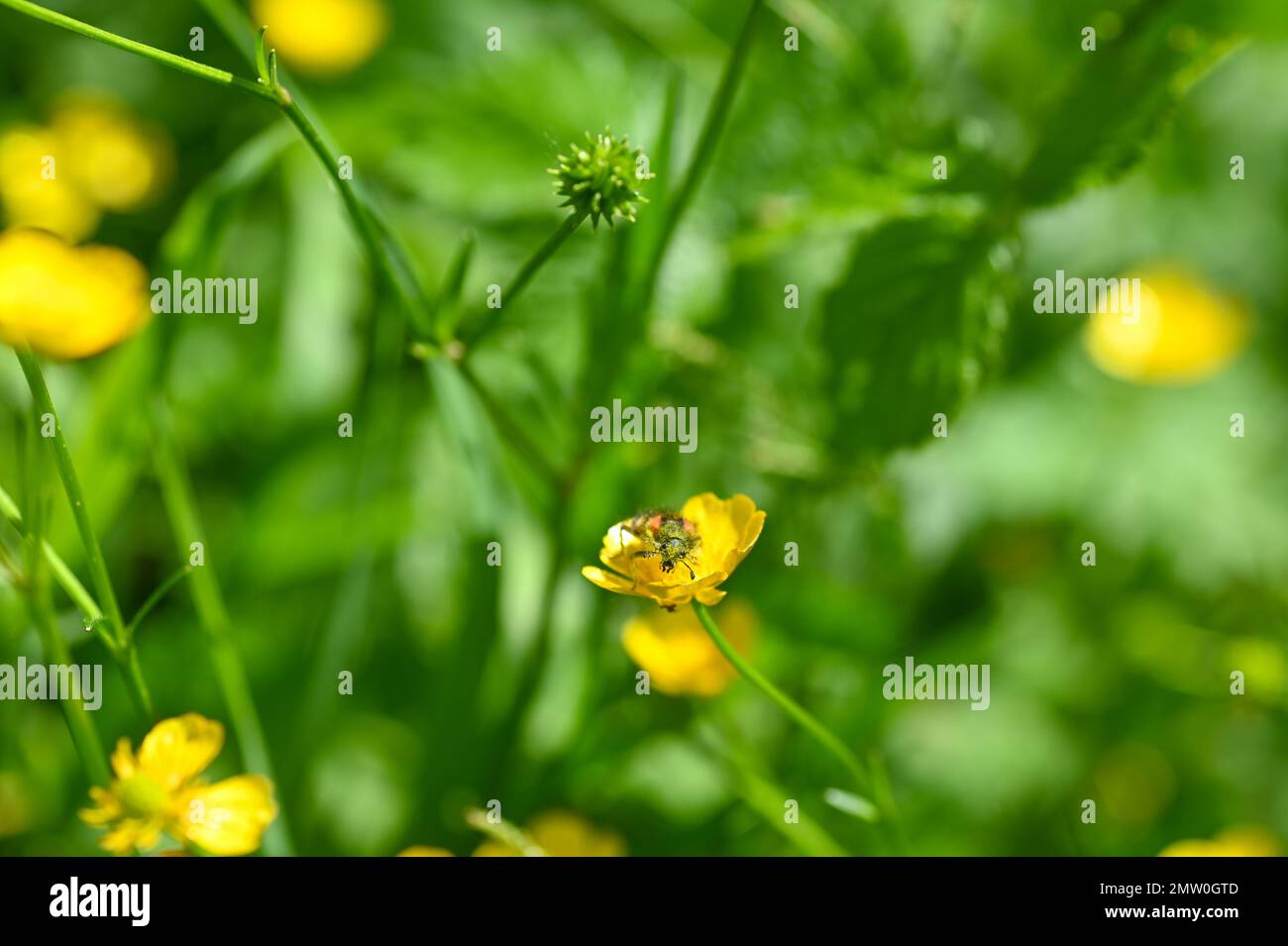 Red and black checkered beetle ( Cleridae ) full of flower pollen on a ...