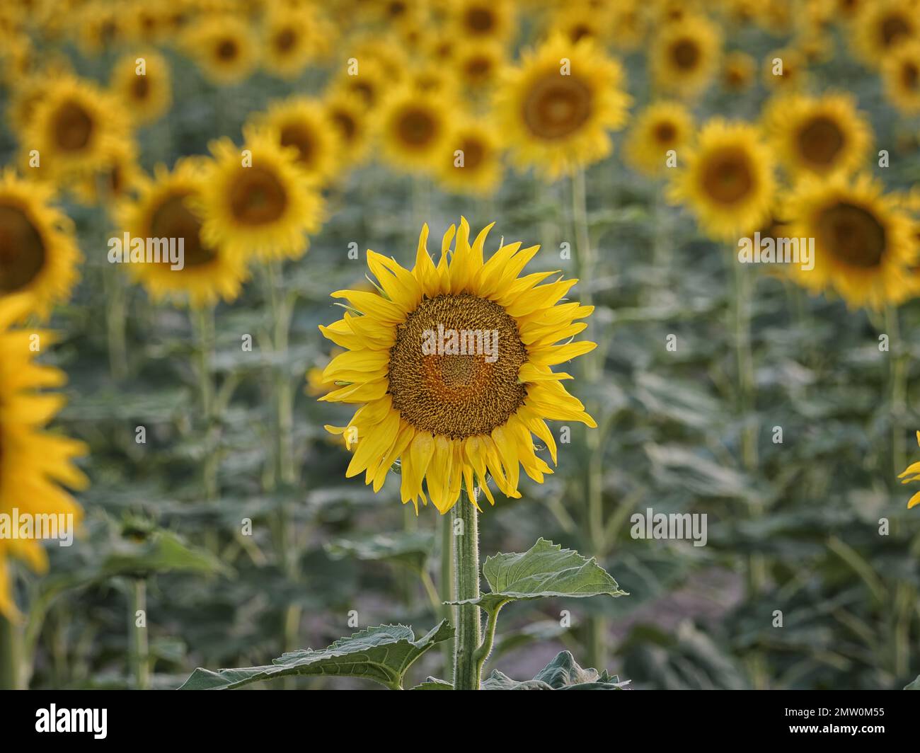 The beautiful bright sunflowers in the field Stock Photo - Alamy