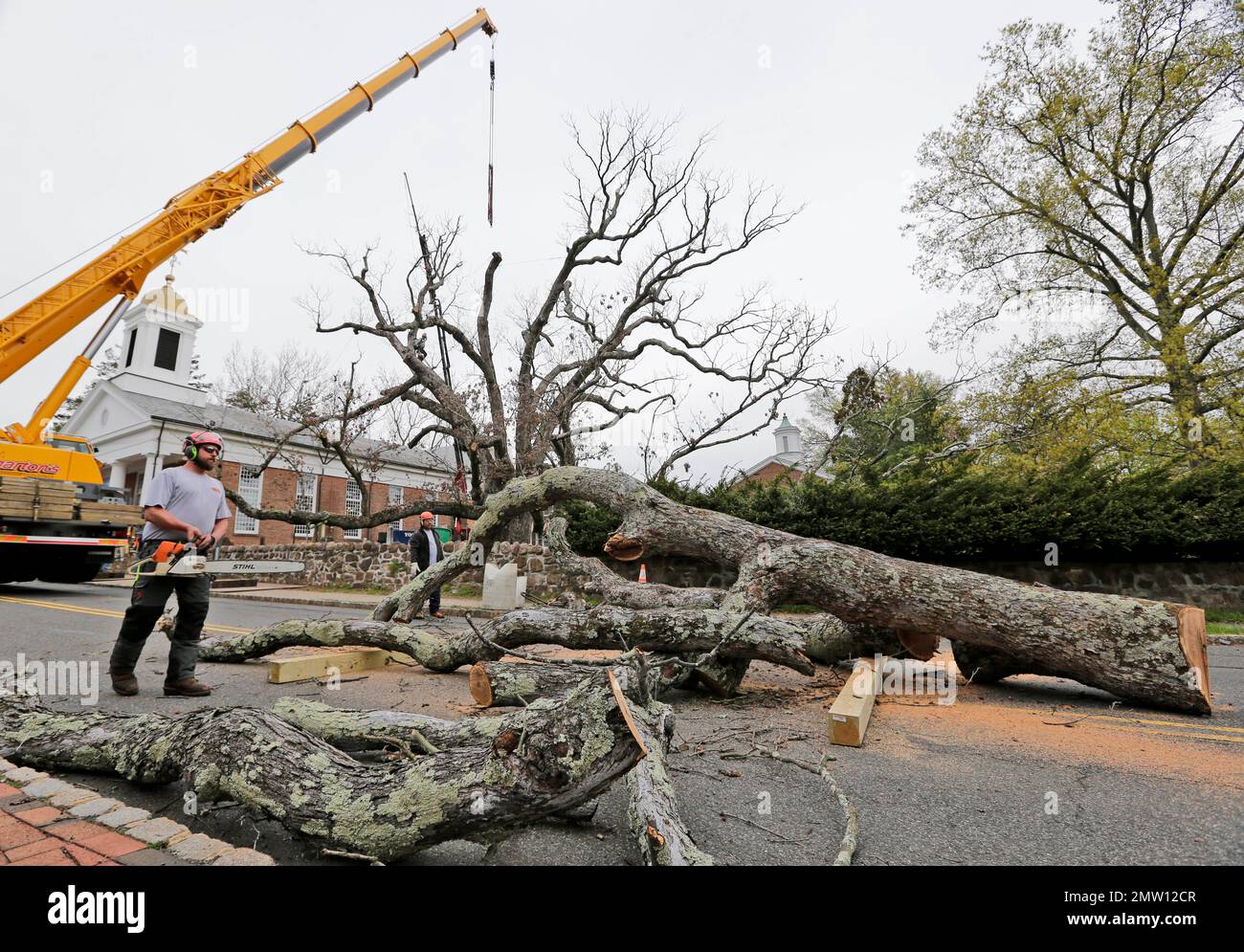 Large branches off the white oak tree are lowered to the ground in ...