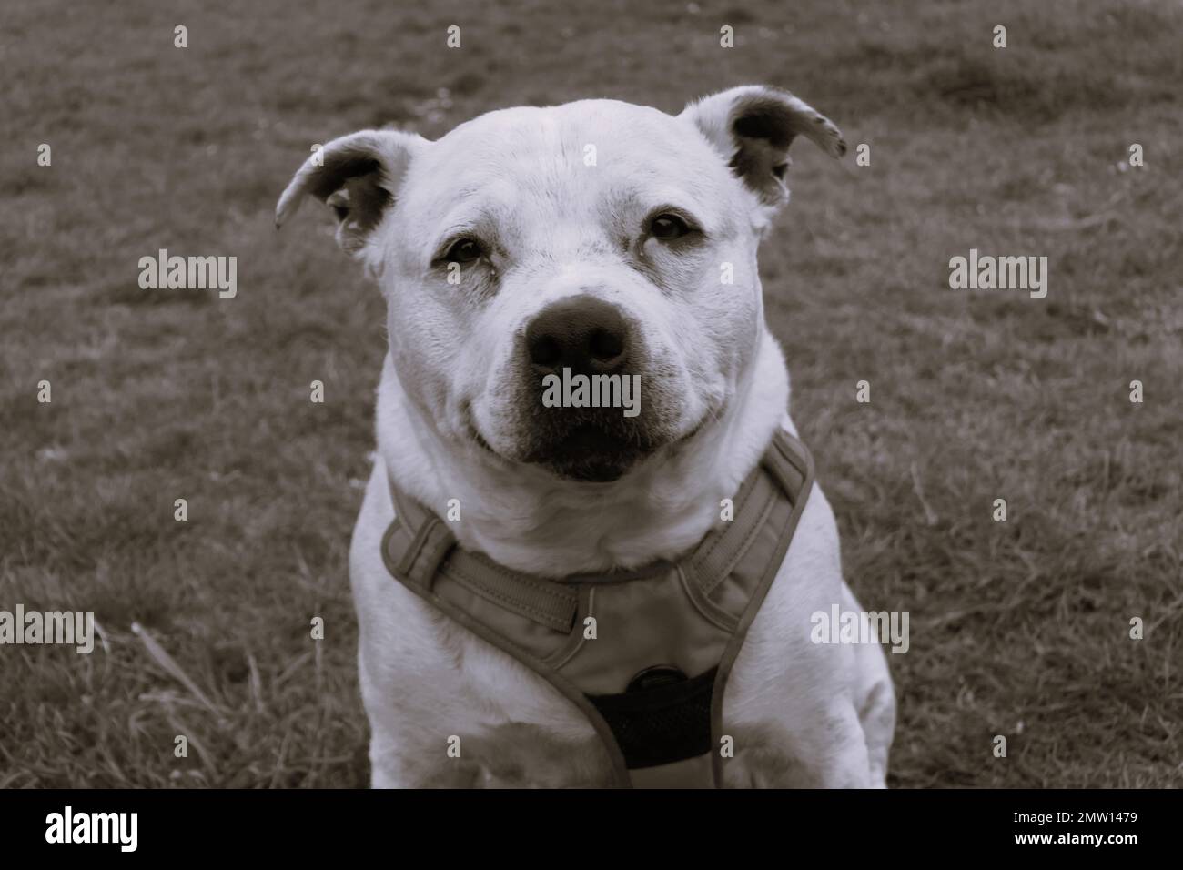 Dog chilling in the garden hi-res stock photography and images - Alamy