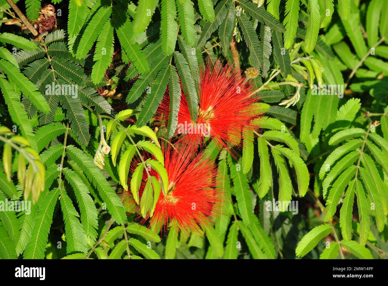 The fiery red of the wonderful Calliandra Stock Photo - Alamy