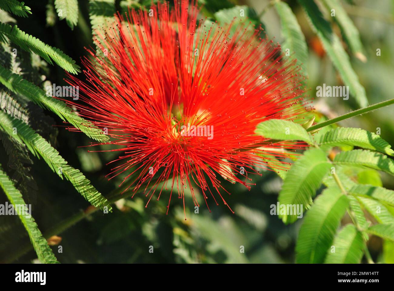 Calliandra plant hi-res stock photography and images - Alamy