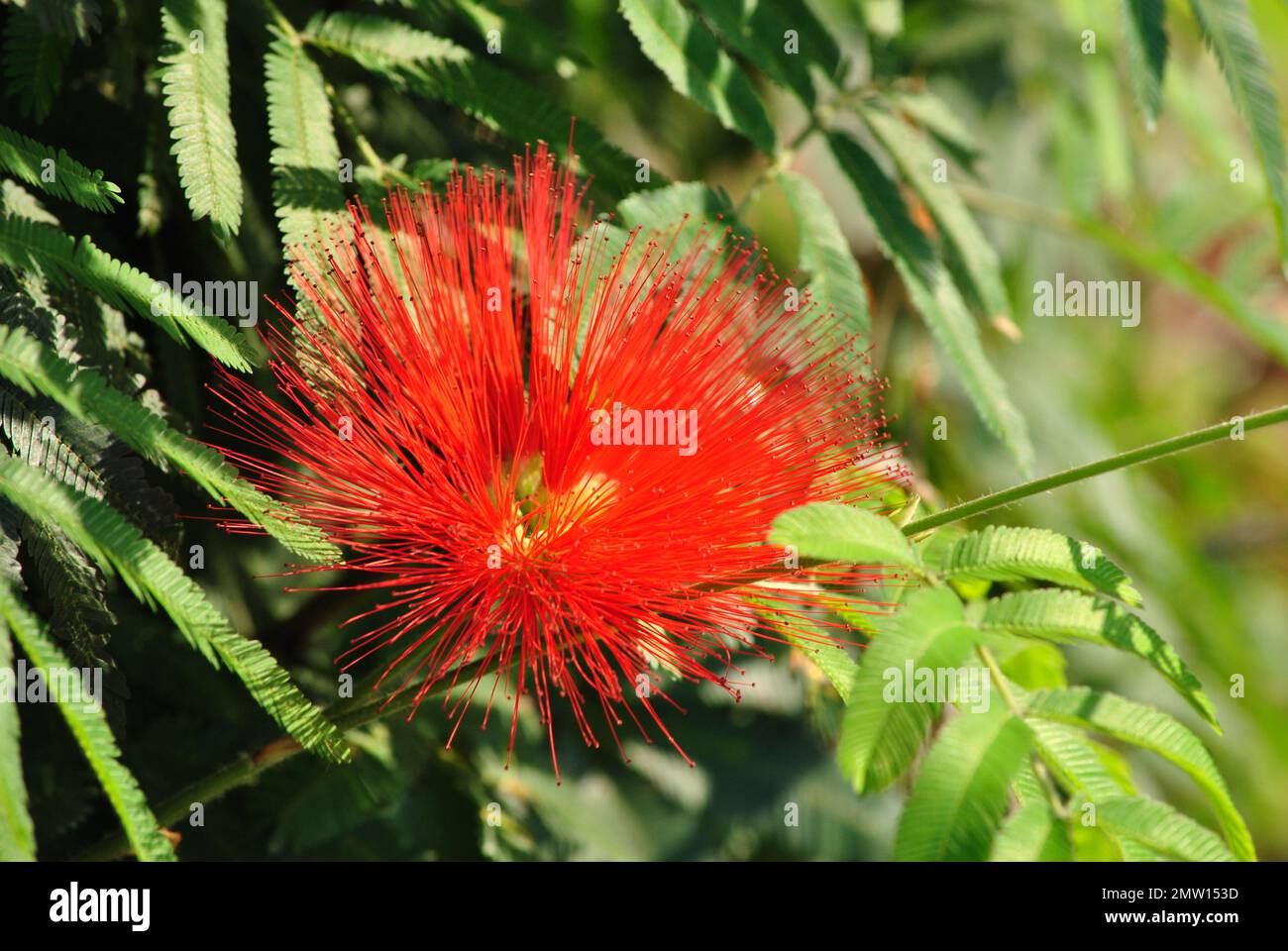 Calliandra plant hi-res stock photography and images - Alamy