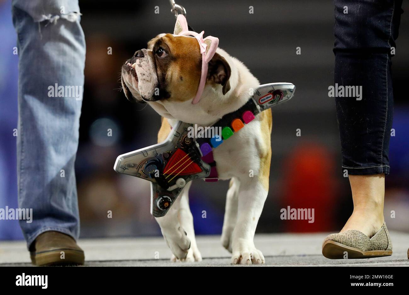 Josie, owned by Sarah Feddersen, of Des Moines, Iowa, walks on stage ...