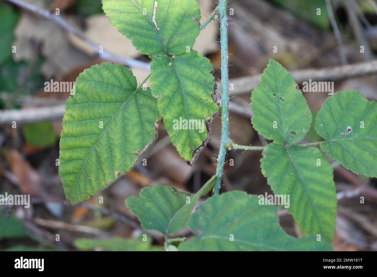Ternately compound alternate dentate trichomatic ovate leaves of Rubus ...