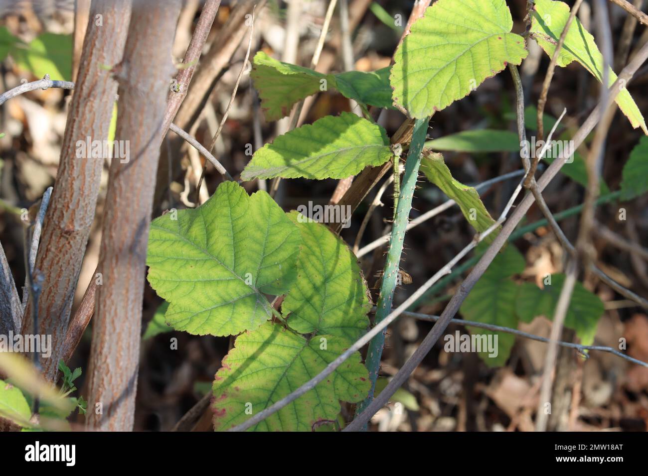 Ternately compound alternate dentate trichomatic ovate leaves of Rubus ...