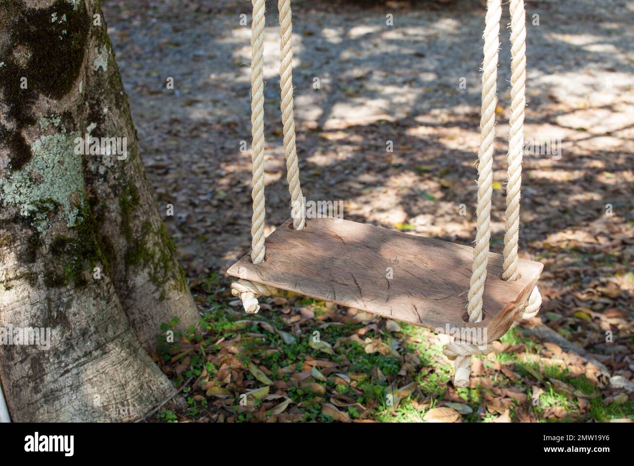 swing hanging from a tree Stock Photo - Alamy