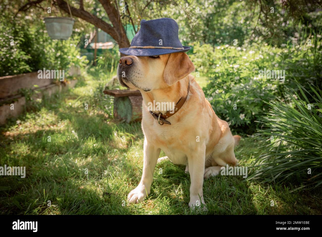 Adorable labrador in hat hi-res stock photography and images - Alamy
