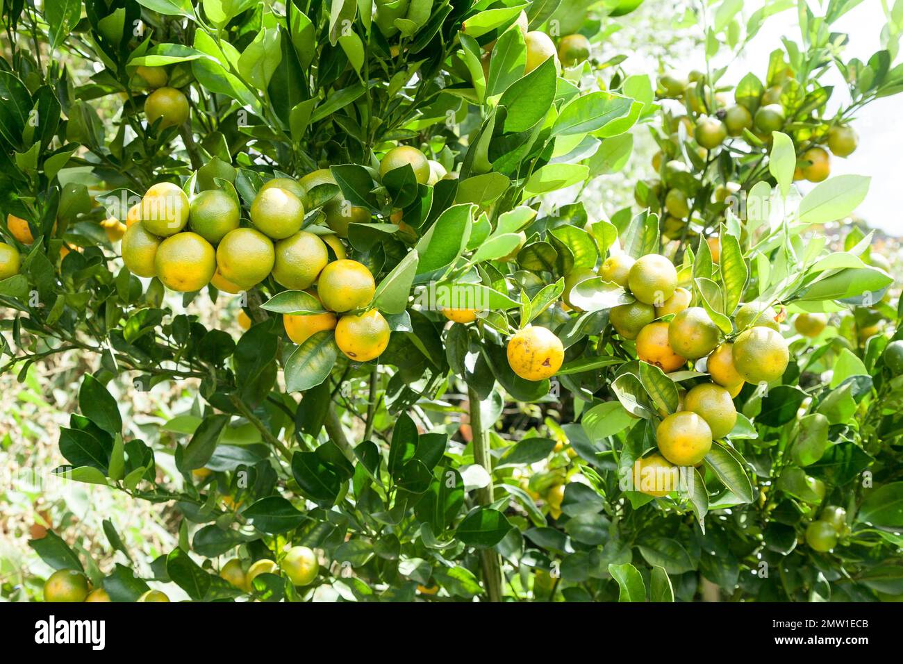 The lemon tree loaded with lemons ready to harvest Stock Photo - Alamy