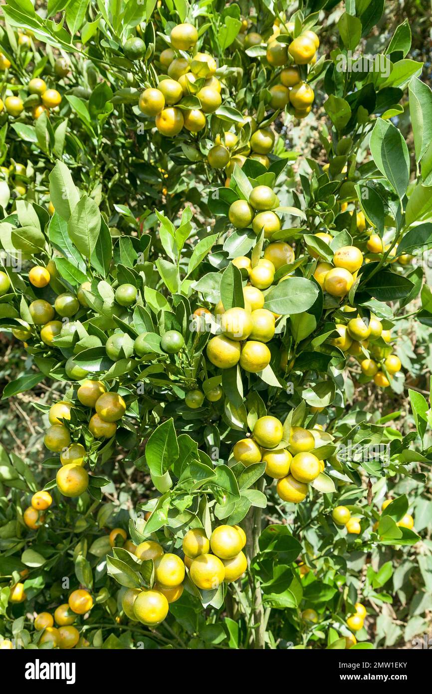 The lemon tree loaded with lemons ready to harvest Stock Photo - Alamy
