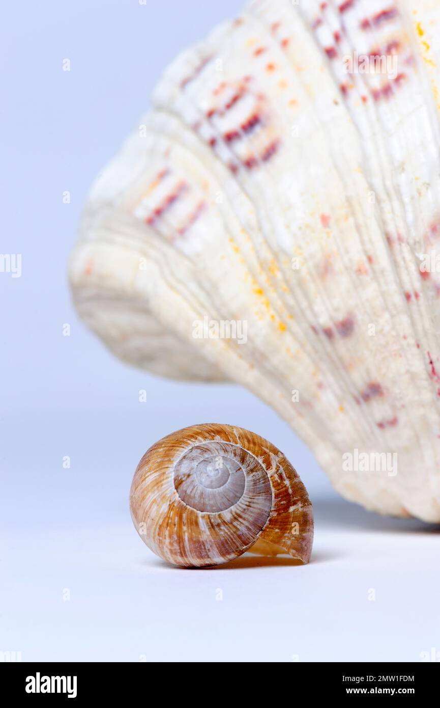 seashell, shell, structure, still life, beauty, art, concept, artwork ...