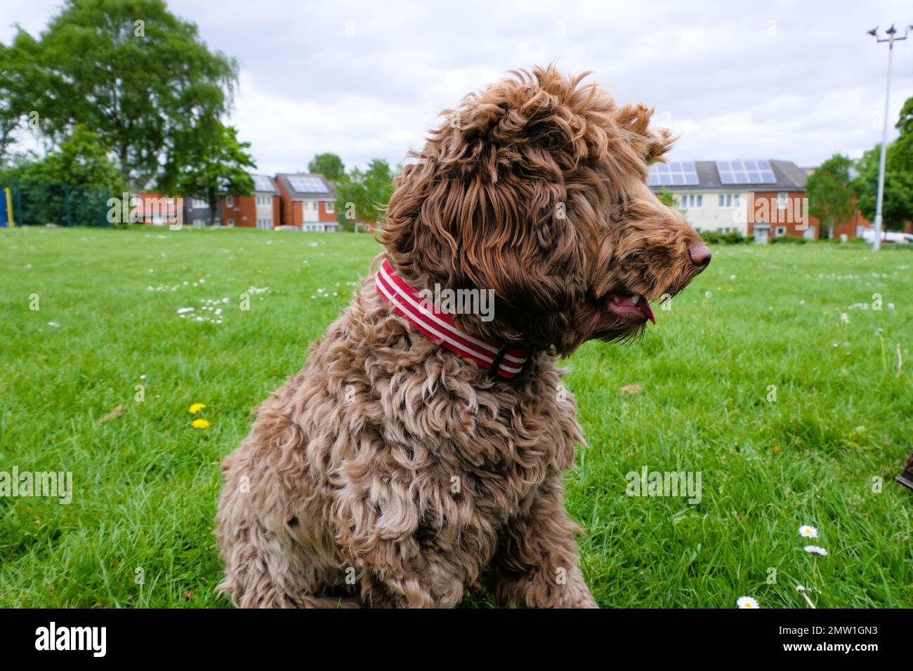 Puppy chilling in the garden hi-res stock photography and images - Alamy