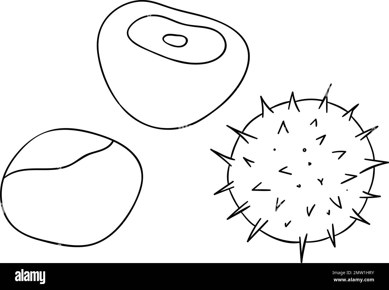 Vector black and white chestnut icon. Set of isolated monochrome nuts ...