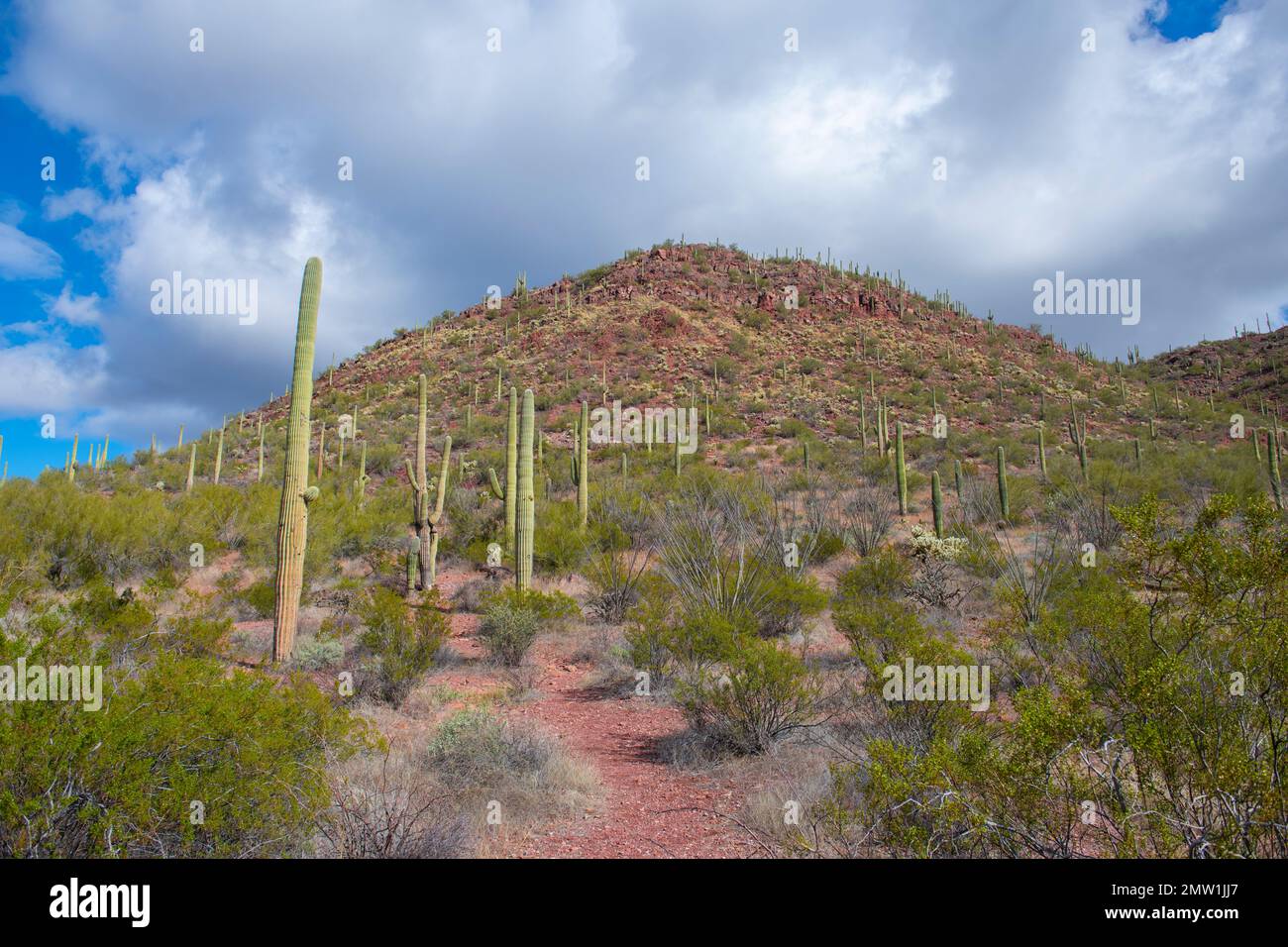 Giant saguaro cactus on Sonoran Desert landscape in Tucson Mountain ...