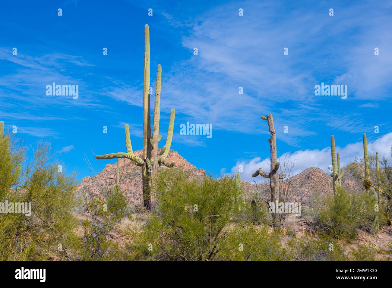 Giant saguaro cactus on Sonoran Desert landscape in Tucson Mountain ...