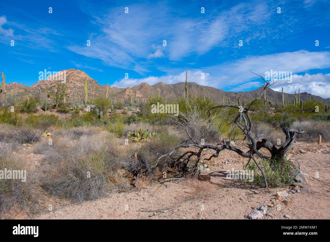 Giant saguaro cactus on Sonoran Desert landscape in Tucson Mountain ...