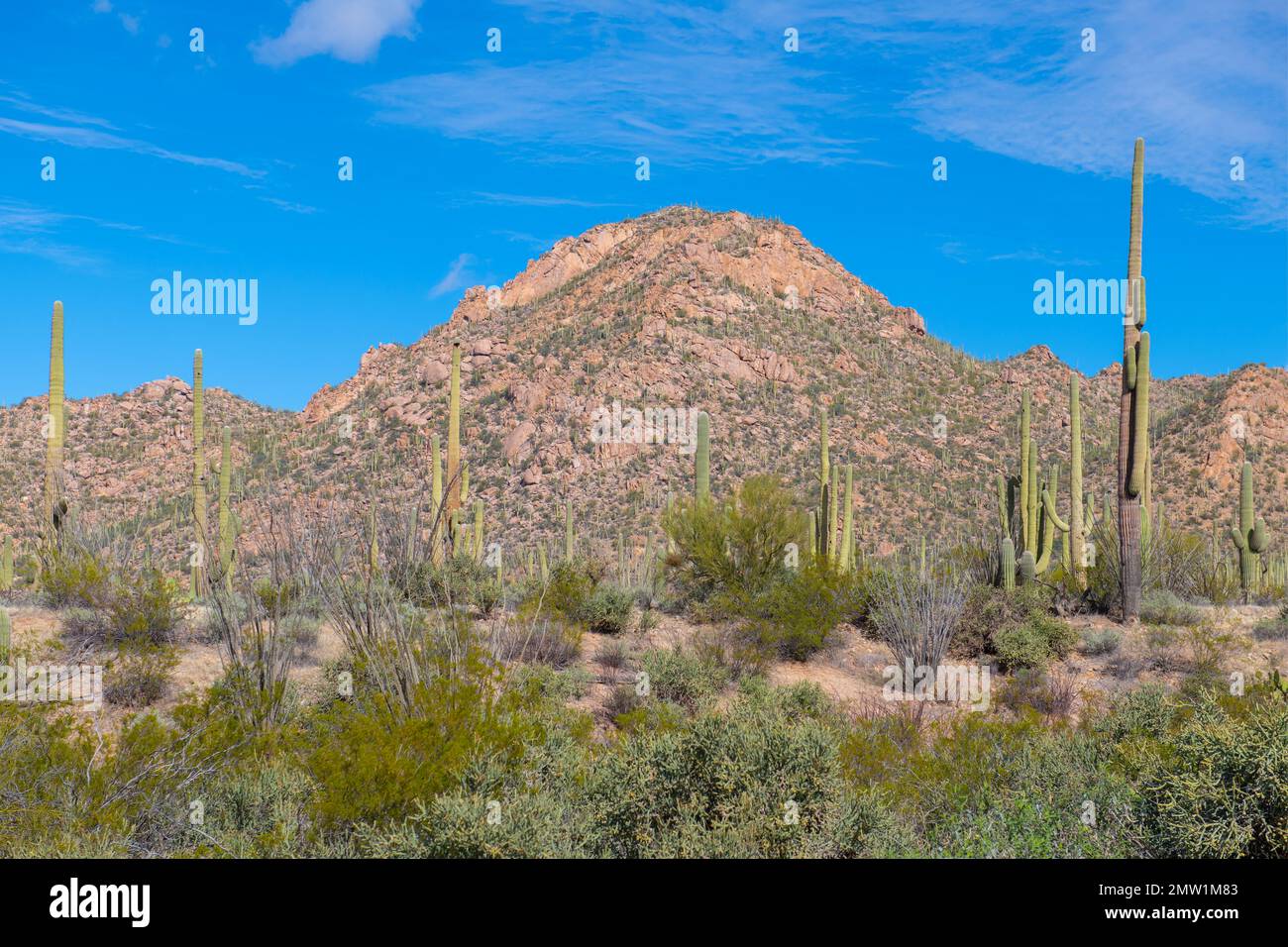 Giant saguaro cactus on Sonoran Desert landscape in Tucson Mountain ...