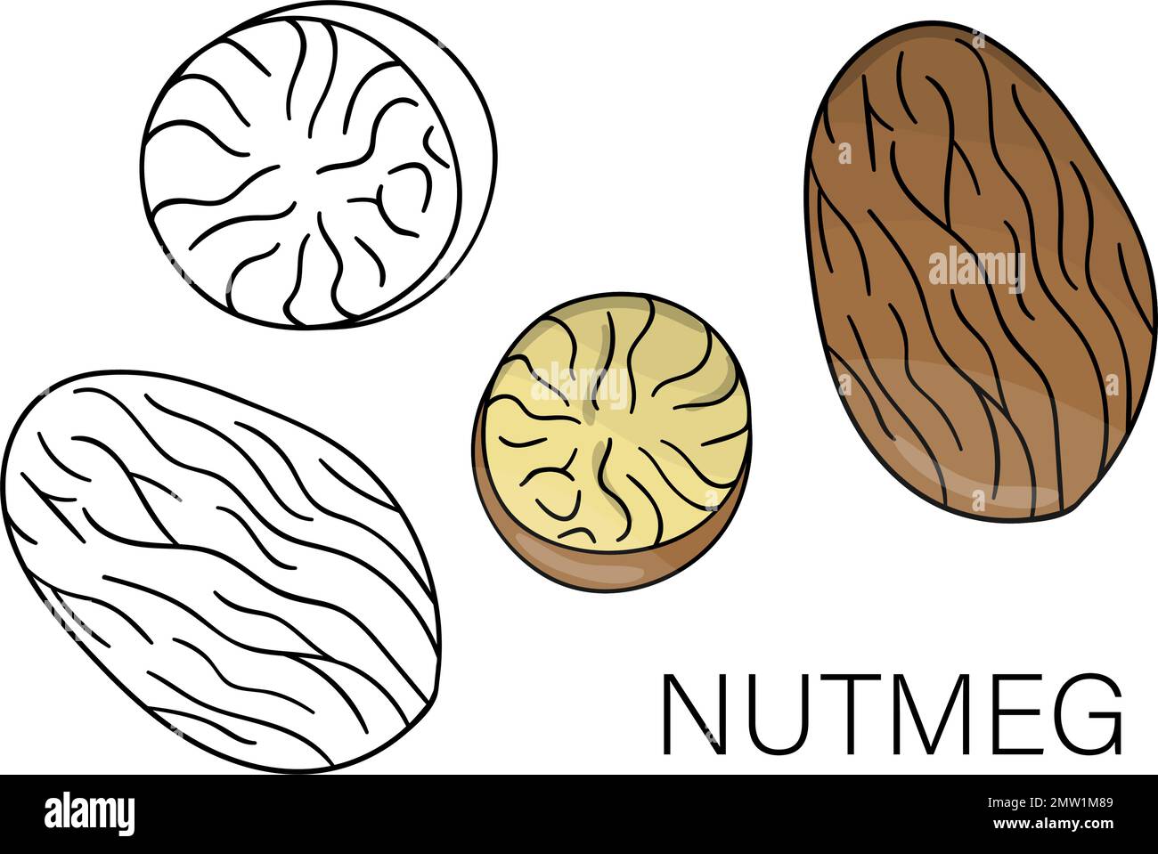 Vector black and white and colored nutmeg icon. Set of isolated nuts ...