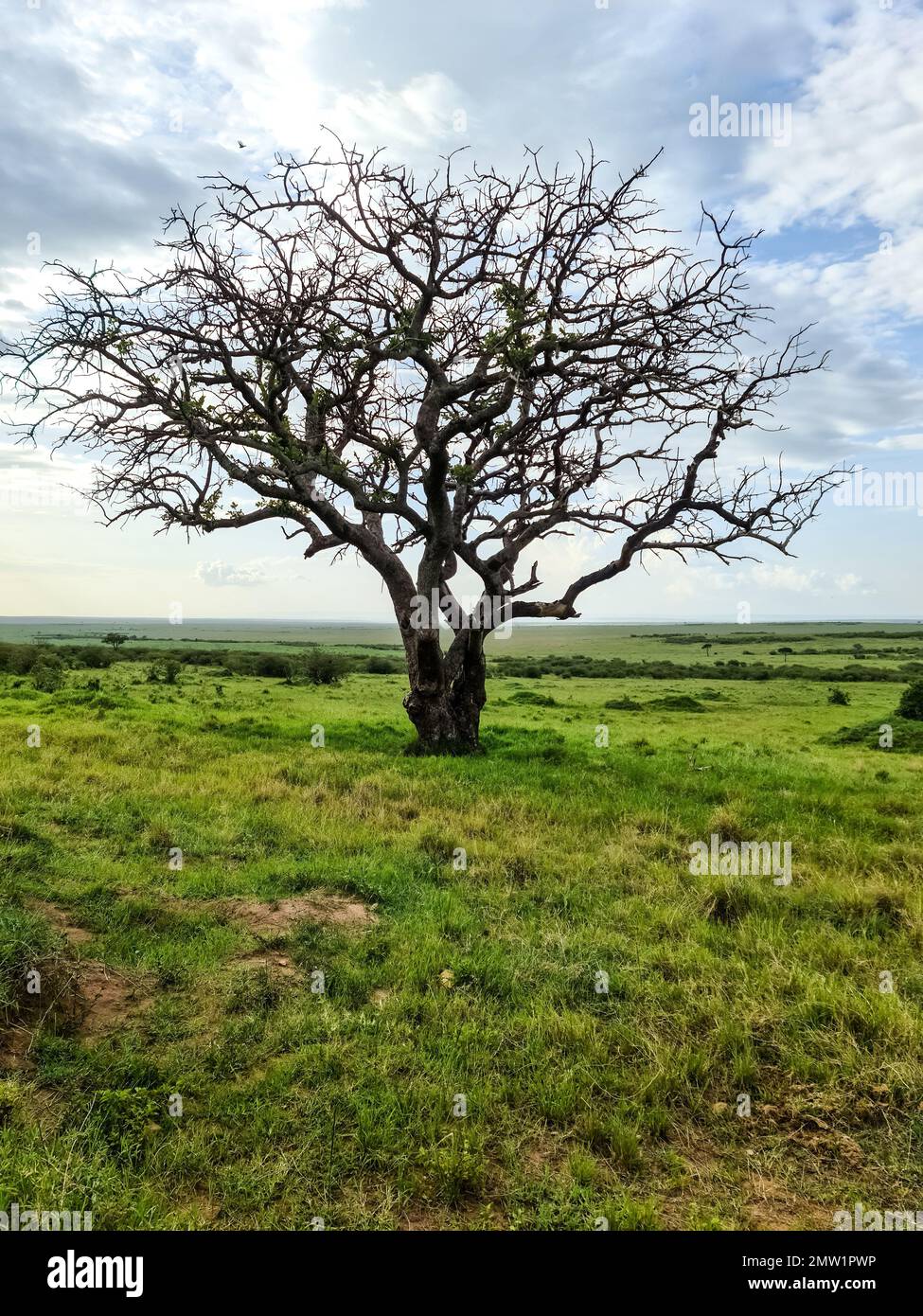 A lone tree in the typical savannah landscape in Kenya Stock Photo - Alamy