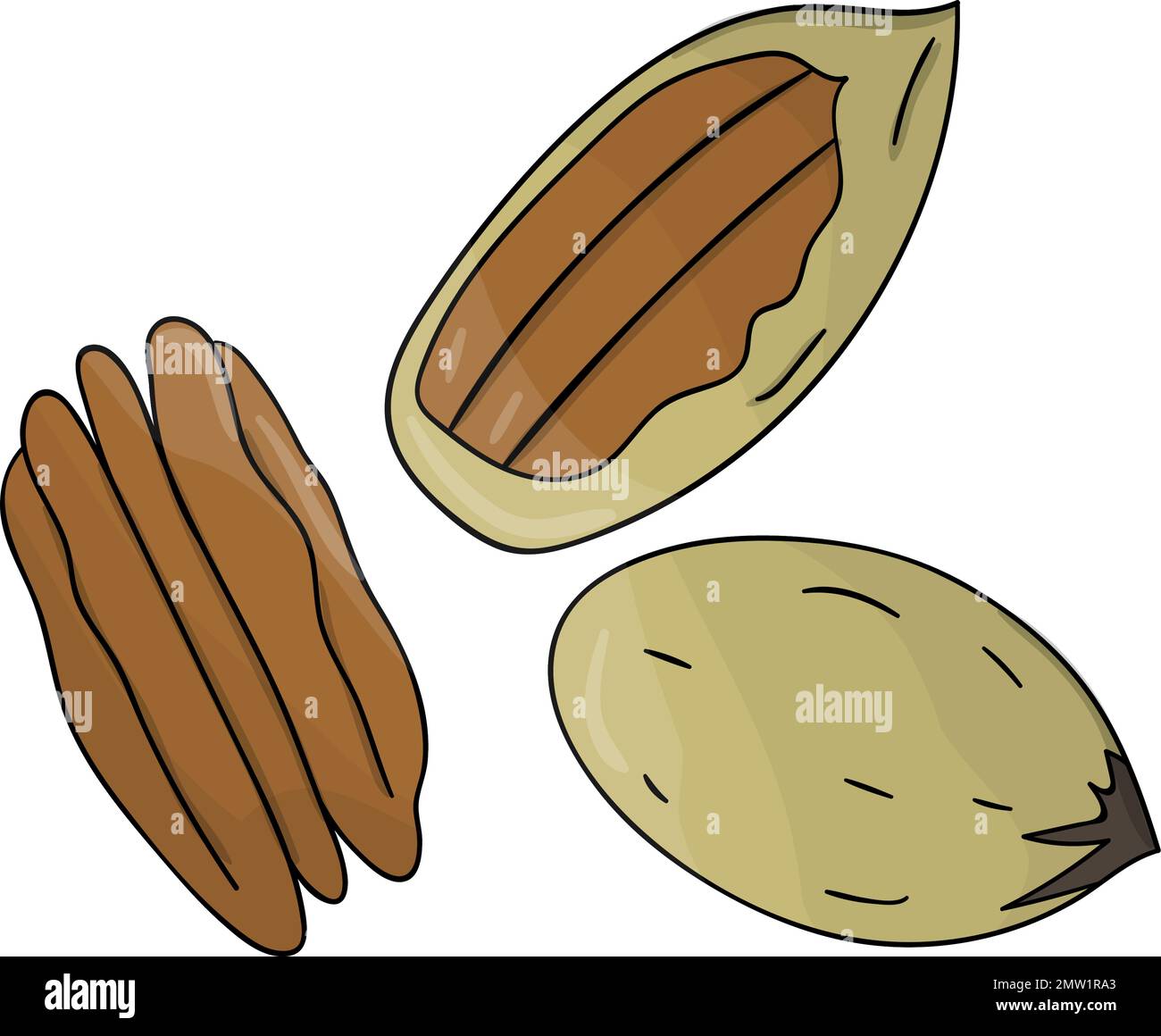 Pecan Vector