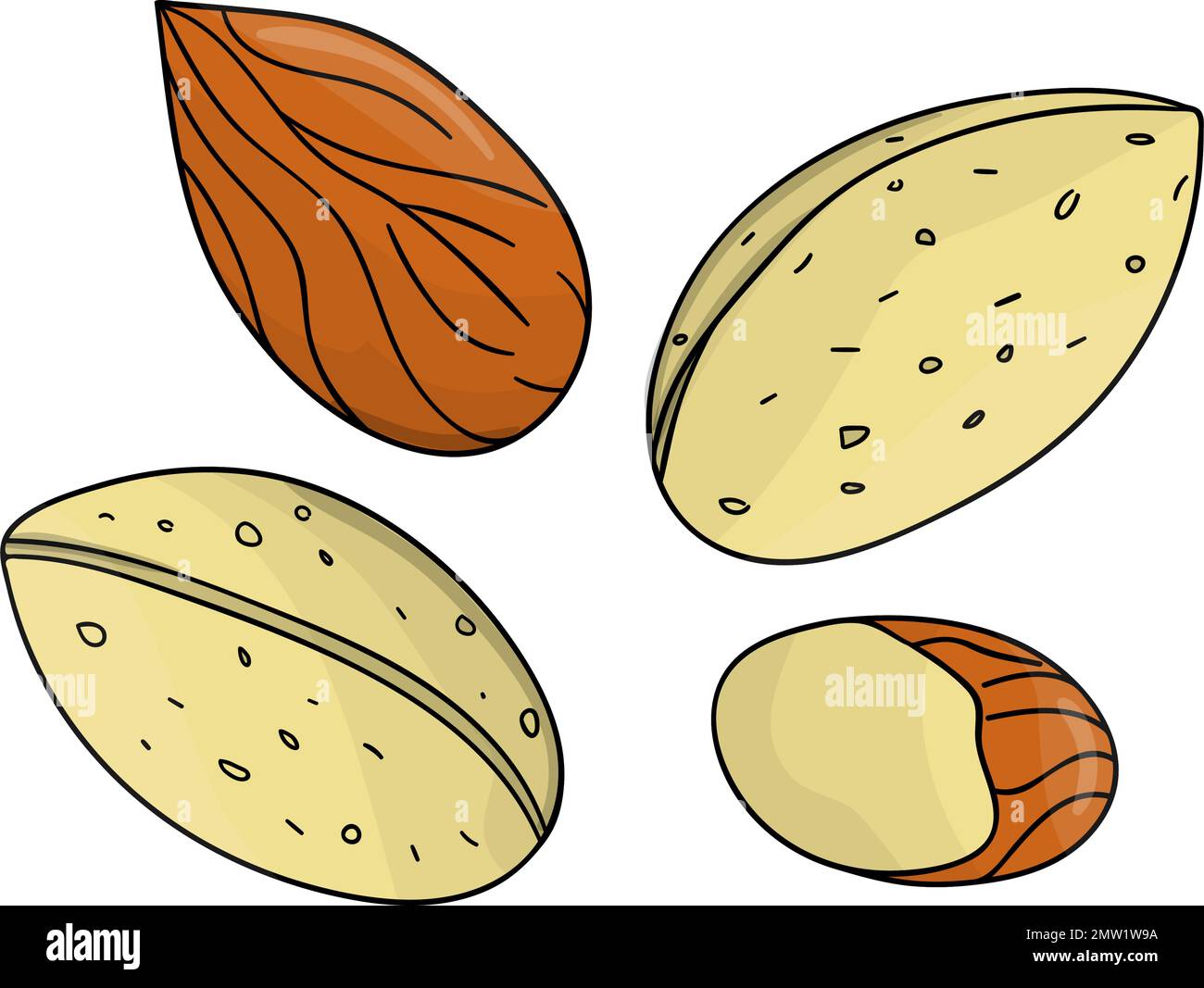 Vector colored almond icon. Set of isolated monochrome nuts. Food line ...