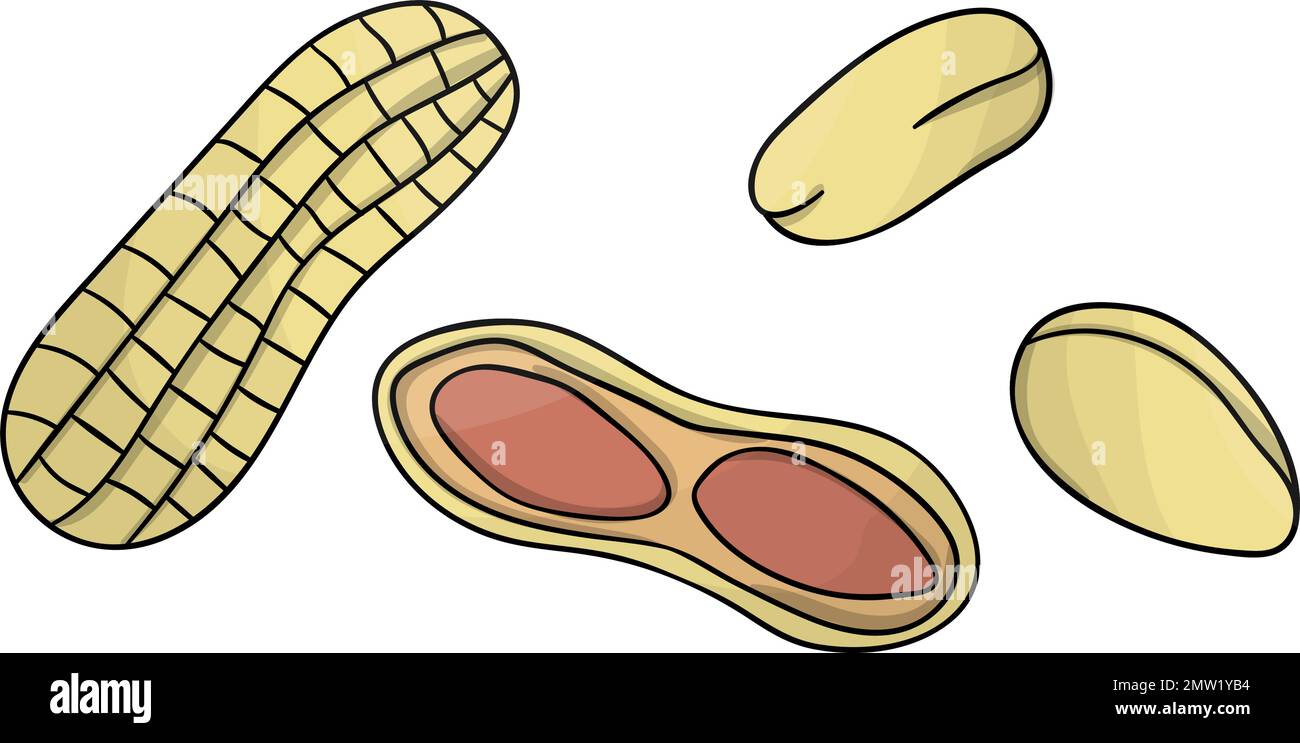 Vector colored peanut icon. Set of isolated monochrome nuts. Food line ...