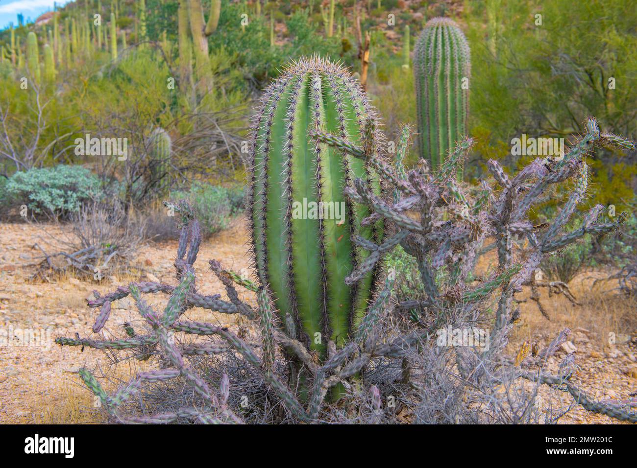 Giant saguaro cactus on Sonoran Desert landscape in Tucson Mountain ...