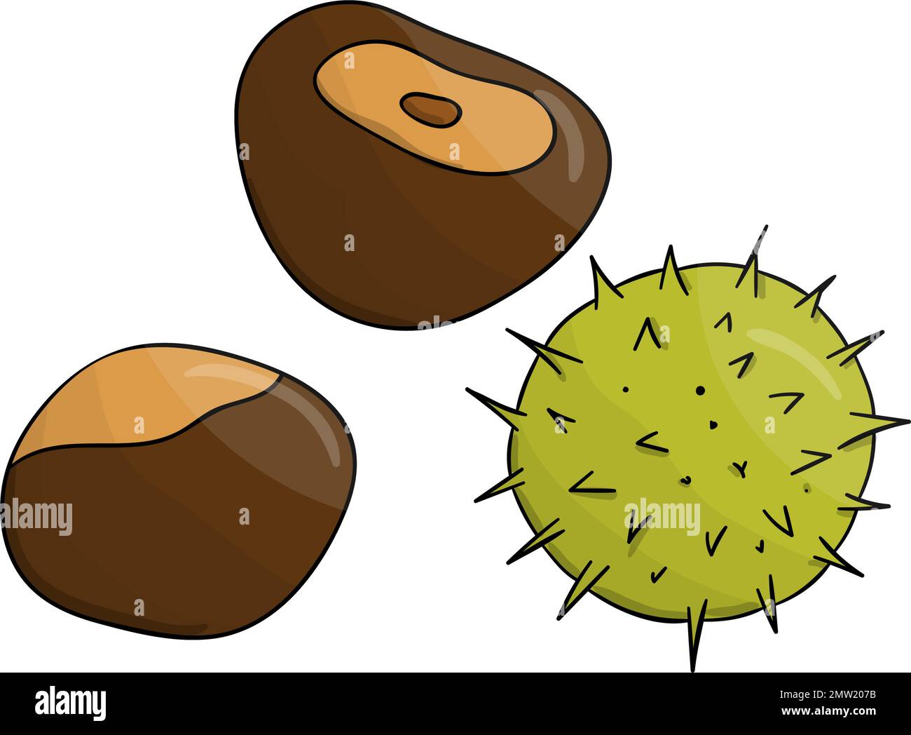 Vector colored chestnut icon. Set of isolated monochrome nuts. Food ...
