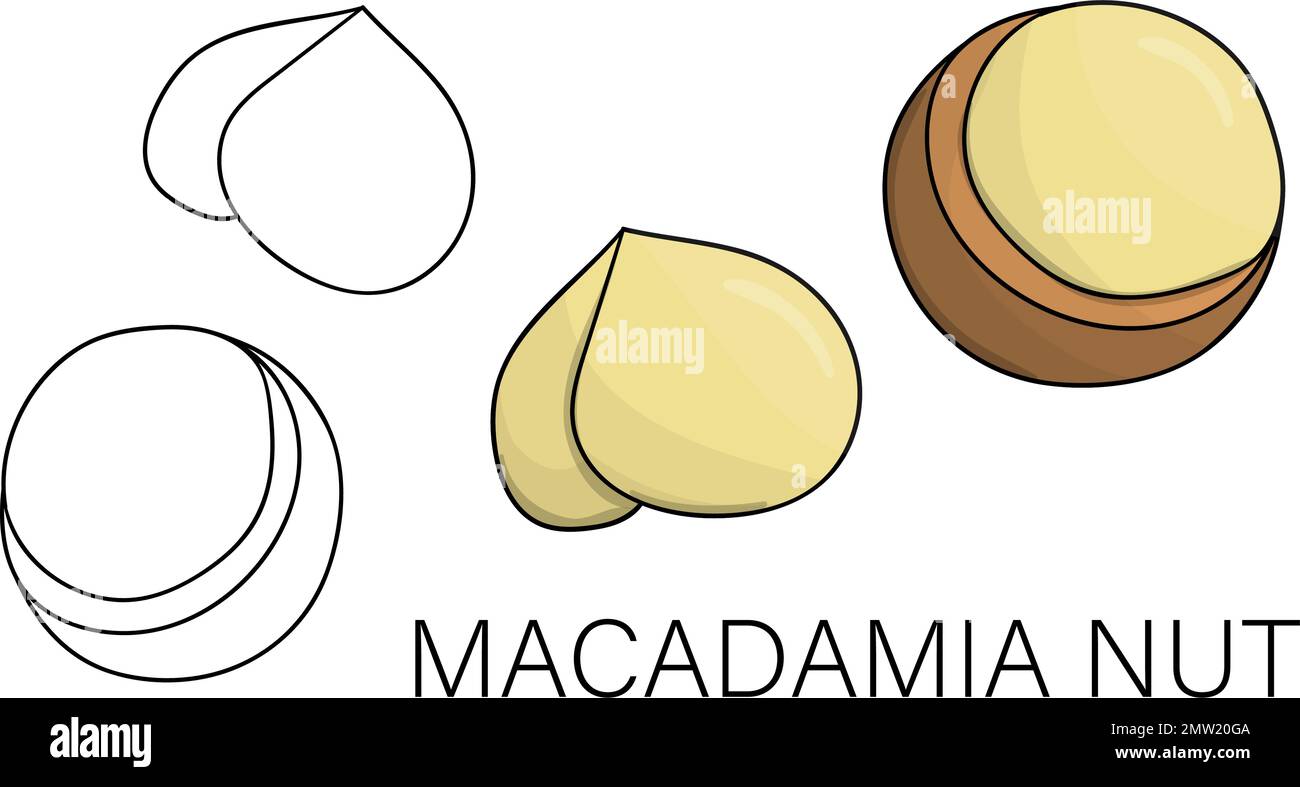 Vector black and white and colored macadamia icon. Set of isolated nuts ...