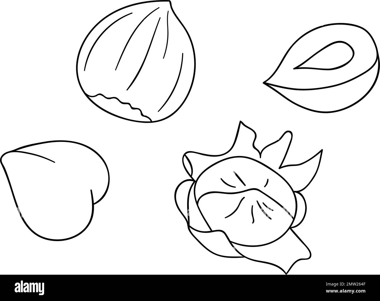 Vector black and white hazelnut icon. Set of isolated monochrome nuts ...