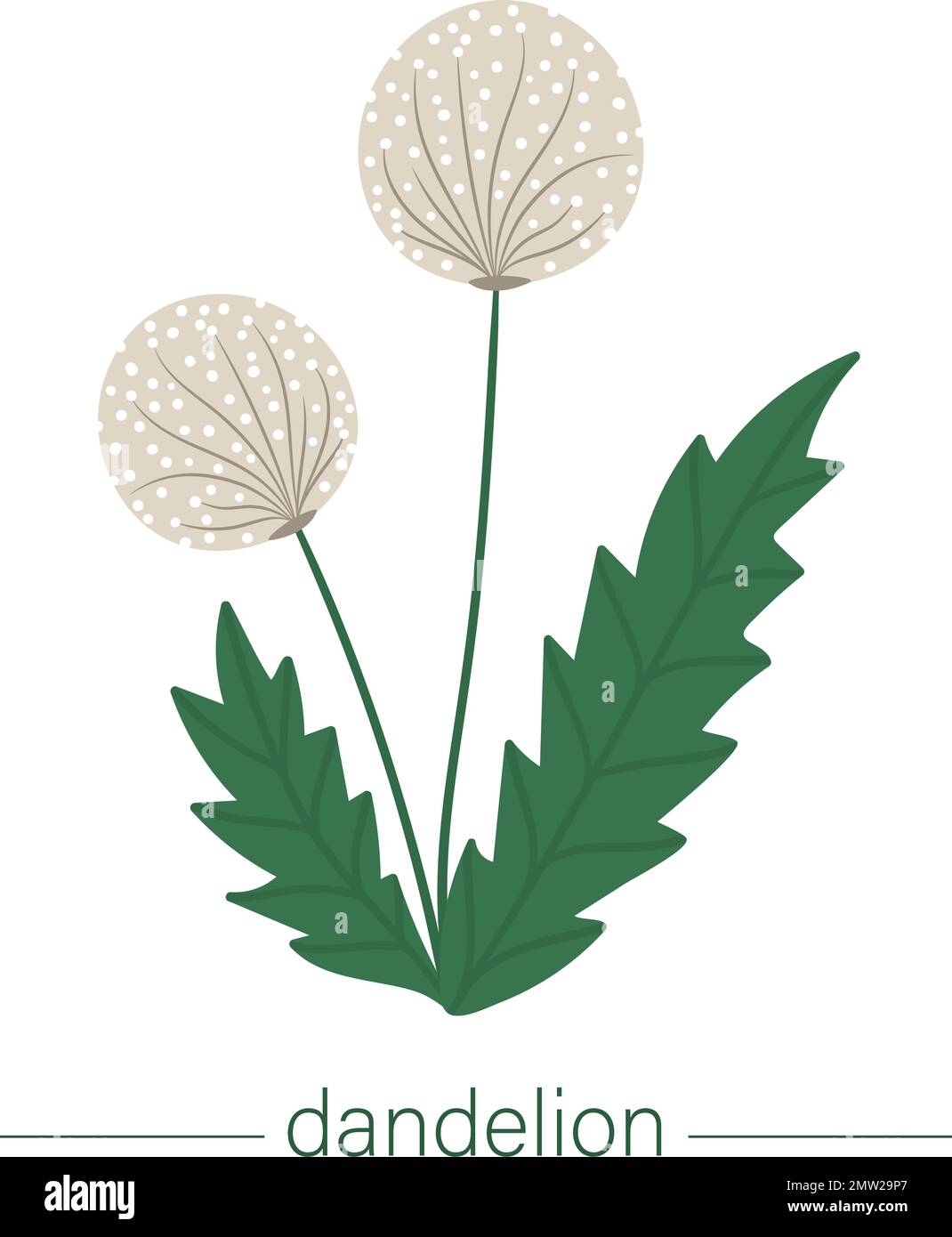 Vector flat dandelion illustration. Cute spring flowers. First blooming ...