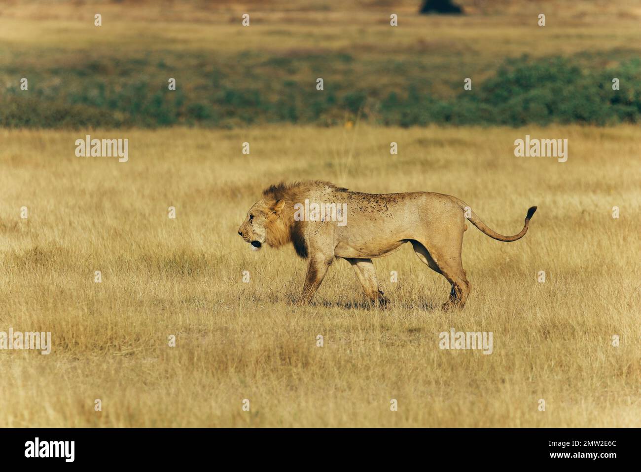 A scenic view of a lion roaming around in the wilderness hunting for ...