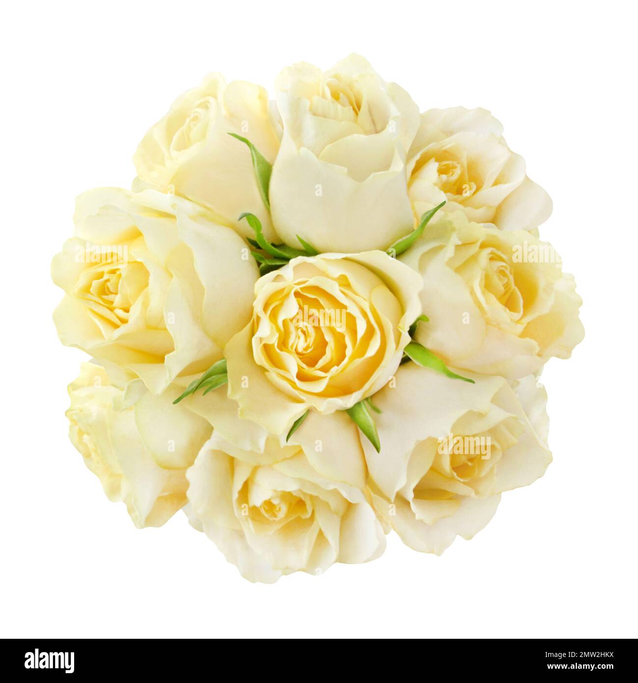 Roses isolated on white background Stock Photo - Alamy